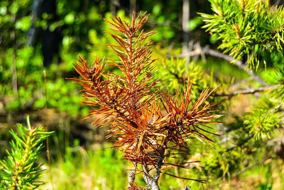 Plants of taiga. stock image. Image of baikal, clear - 57111167