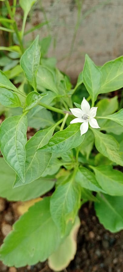 Plants Take a Long Time To Flower Stock Photo - Image of long, plants ...