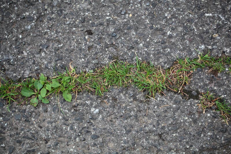 Plants on a tarred road. stock photo. Image of concrete - 56915870