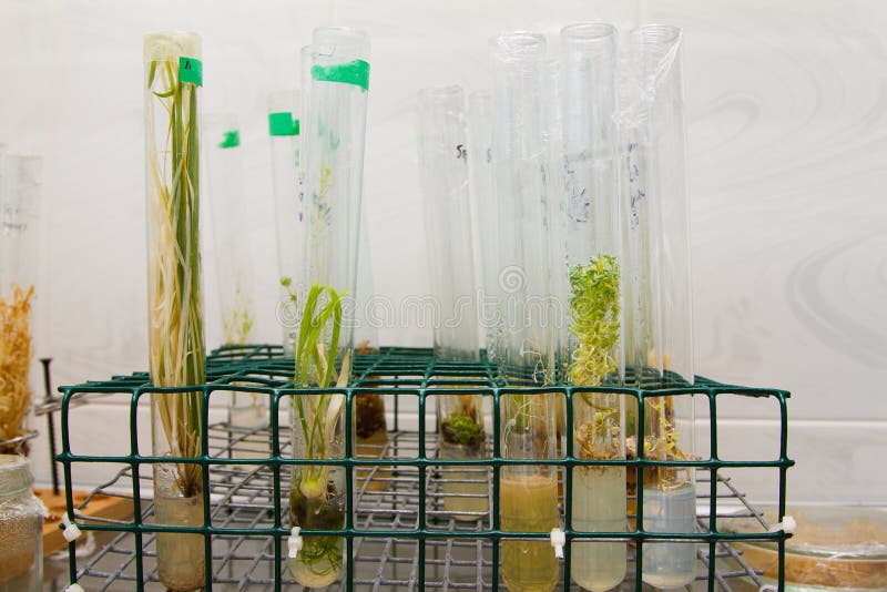 Small plants in test tubes stock image. Image of pharmacy - 4879867
