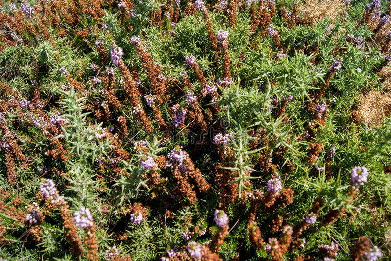 Plants texture stock photo. Image of flower, green, plants - 82753874
