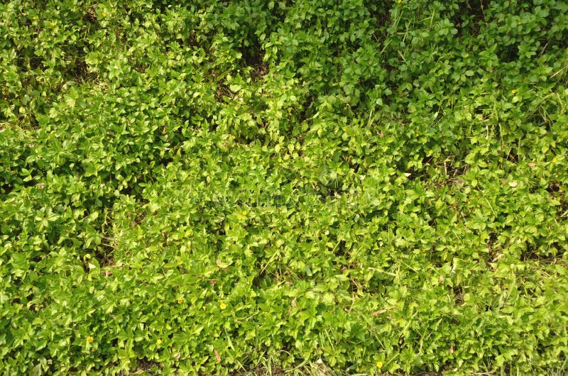 Plants texture stock photo. Image of garden, plants, background - 48243094