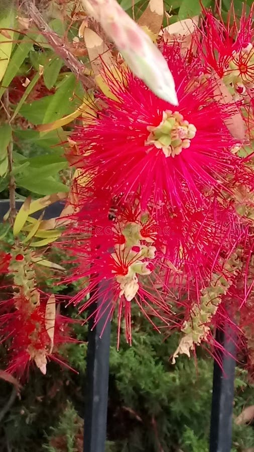 Flowers editorial stock image. Image of natural, flowers - 116309569