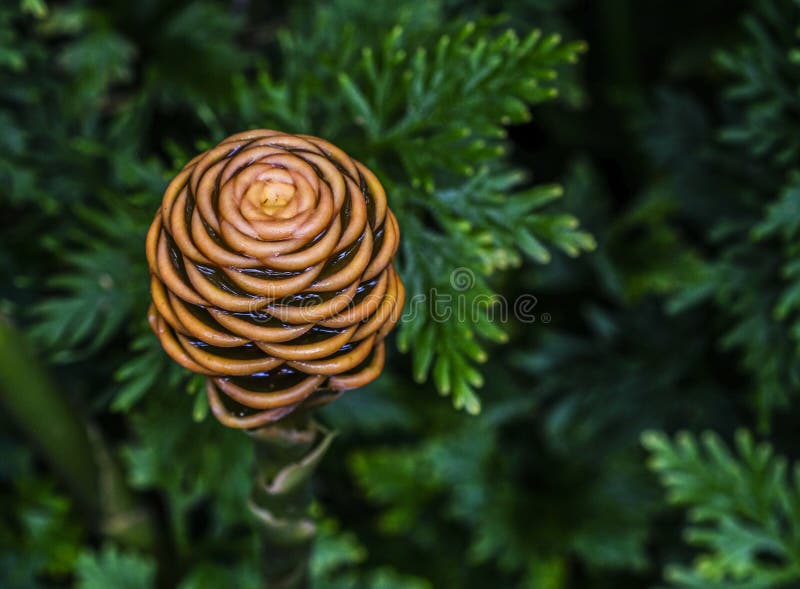 Beehive Ginger Plants in Natural Environment Stock Photo - Image of ...