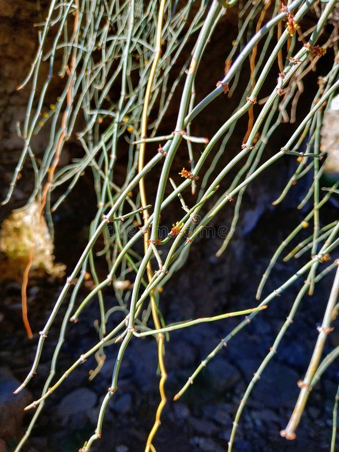 Plants with Thin Stems and Orange Buds Hang Down on a Dark Ground ...