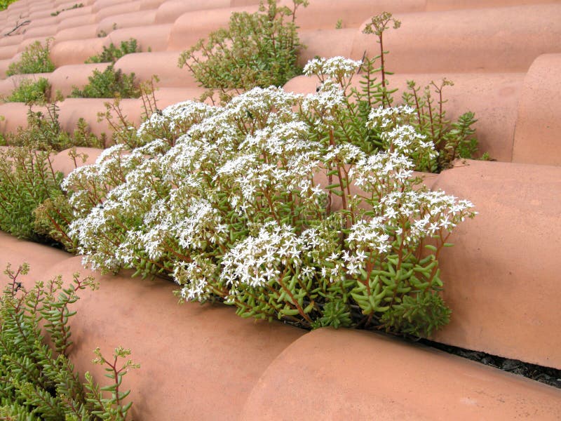 Plants on tile roof stock photo. Image of weed, tiled - 11342704