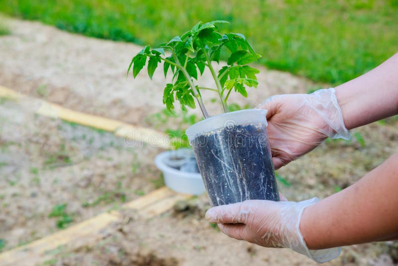 Plants of Tomato Should Have a Well Developed Root System when Planted ...