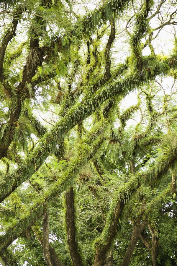Plants on tree stock image. Image of grow, queensland - 4413871