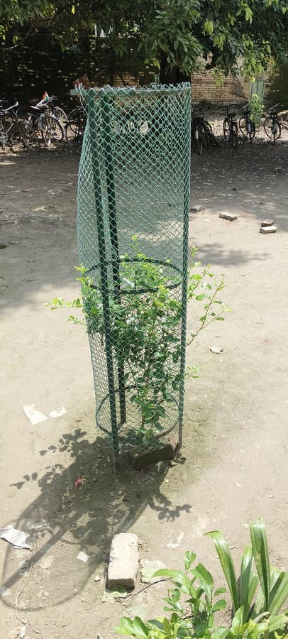 Plants Tree Gaurd stock image. Image of soil, plants - 332677591