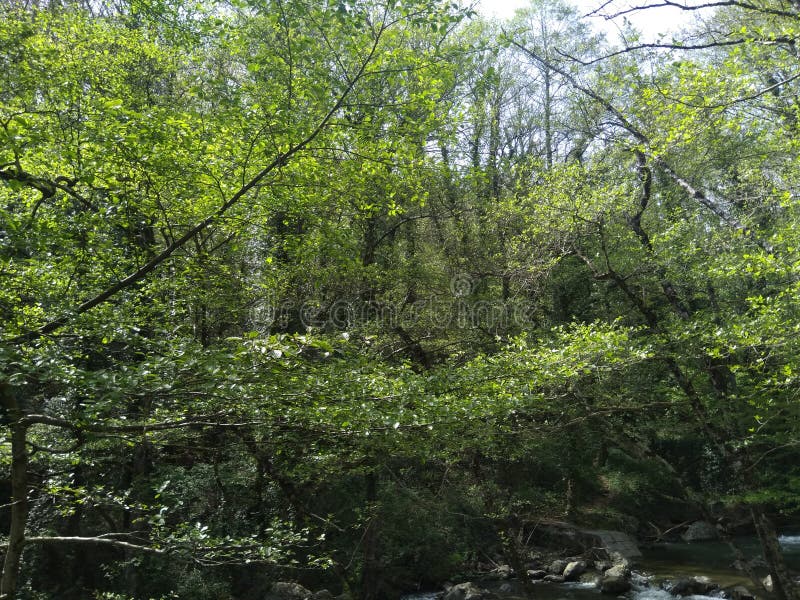 Plants stock photo. Image of tree, green, plants, wild - 145967856