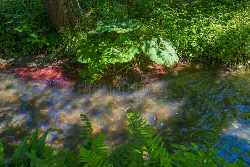 Plants and Trees Along the Edge of a Stream Below a Blue Sky in ...