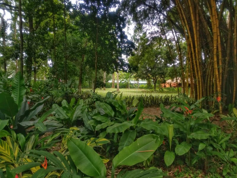 Mini Forest with Bamboo and Plants Stock Photo - Image of wood, natural ...