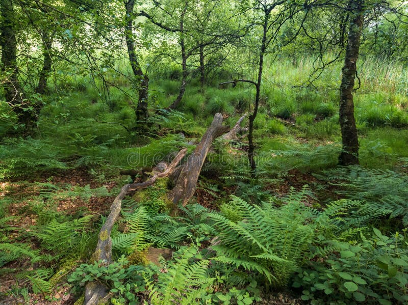 Plants and Trees in the Forest Stock Image - Image of plants, green ...