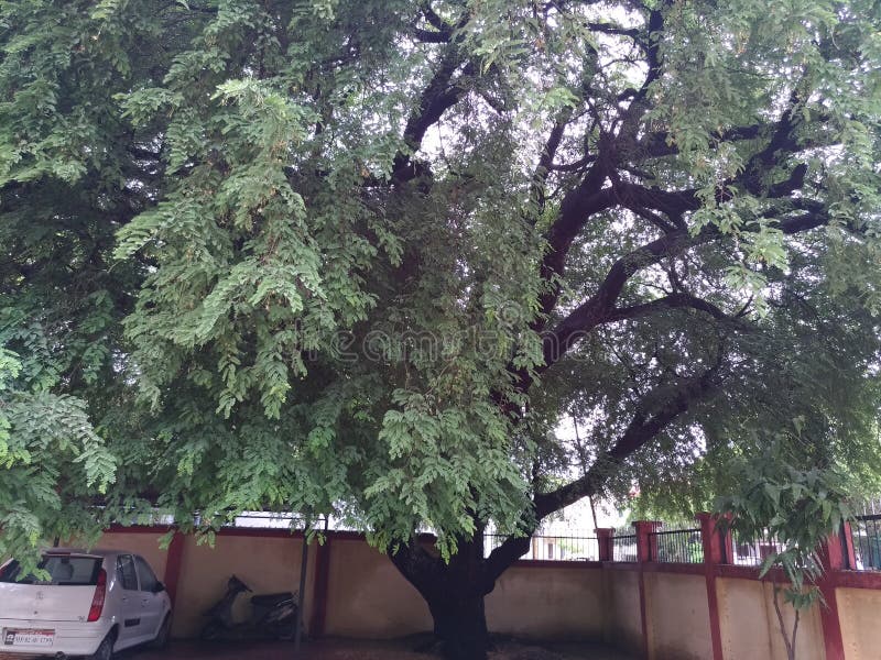 UNIQUE & BEAUTIFUL PLANTS & TREES Stock Photo - Image of ground ...