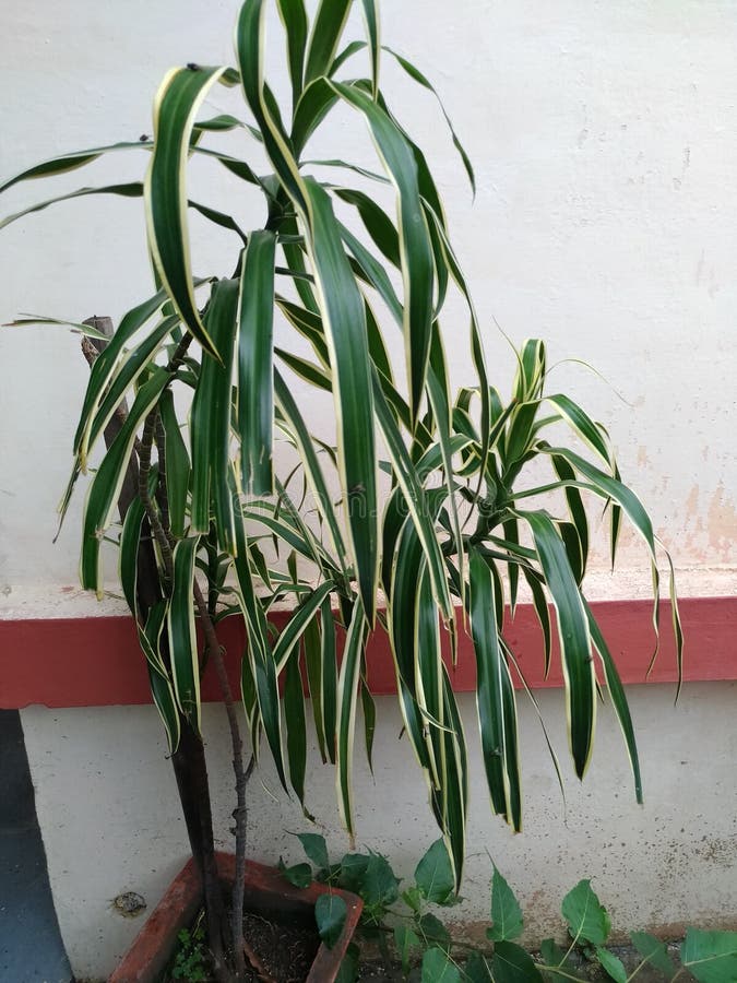 UNIQUE & BEAUTIFUL PLANTS & TREES in the GARDEN Stock Image - Image of ...