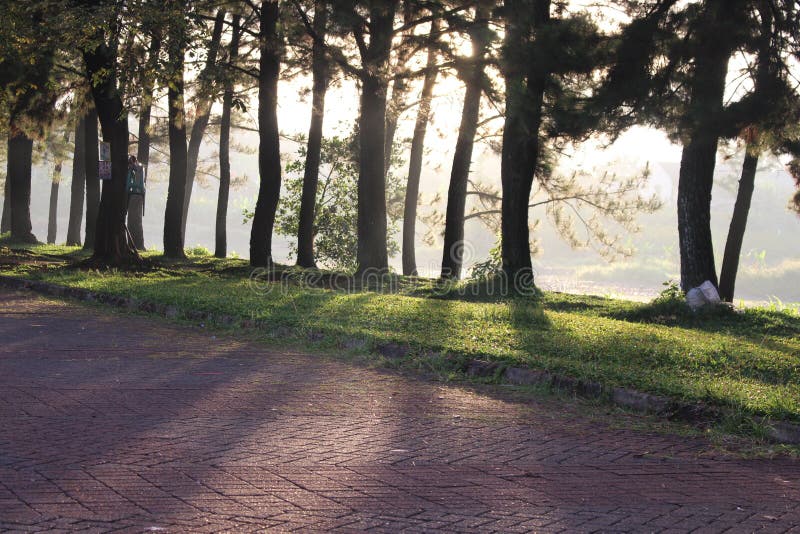 The Morning Sun Shone through the Trees Stock Image - Image of morning ...