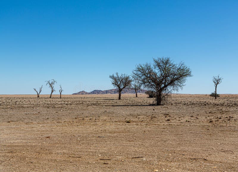 Plants and Trees at the Namib Desert in Namibia Stock Image - Image of ...