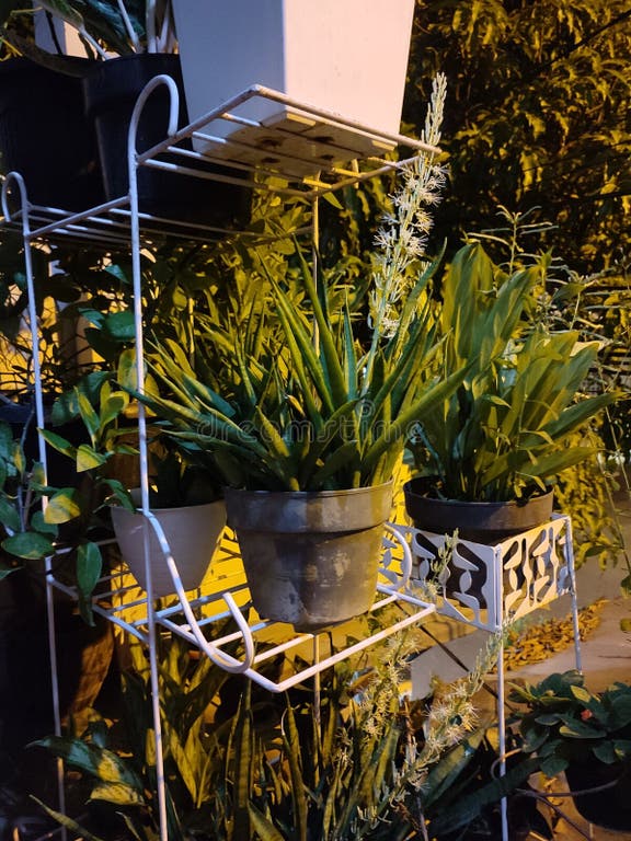 Plants & trees stock photo. Image of plants, vass - 226103710