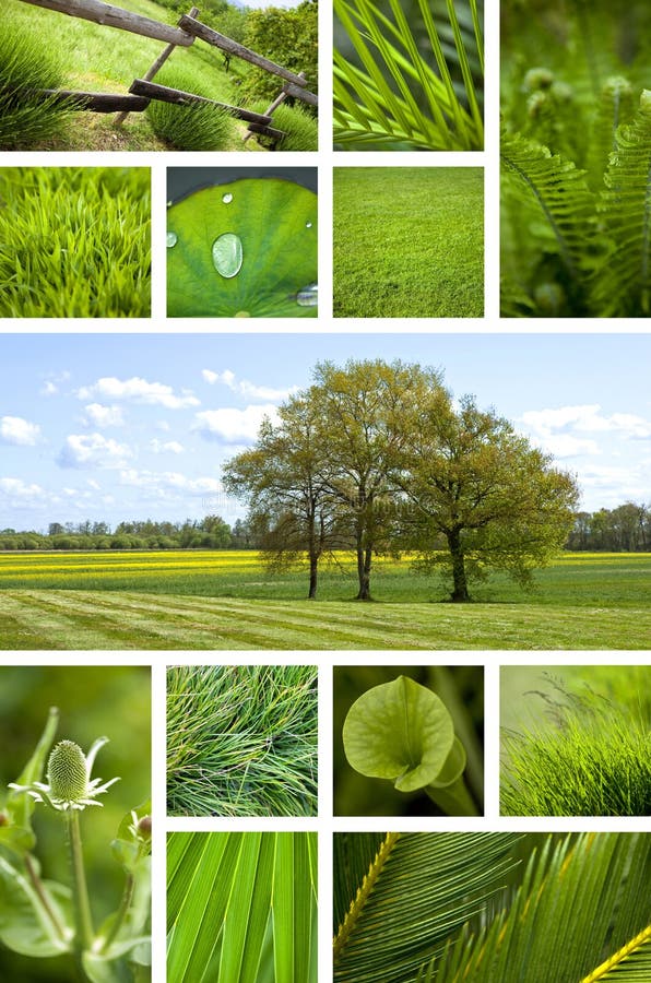 Plants and trees in Spring stock image. Image of collage - 102279379