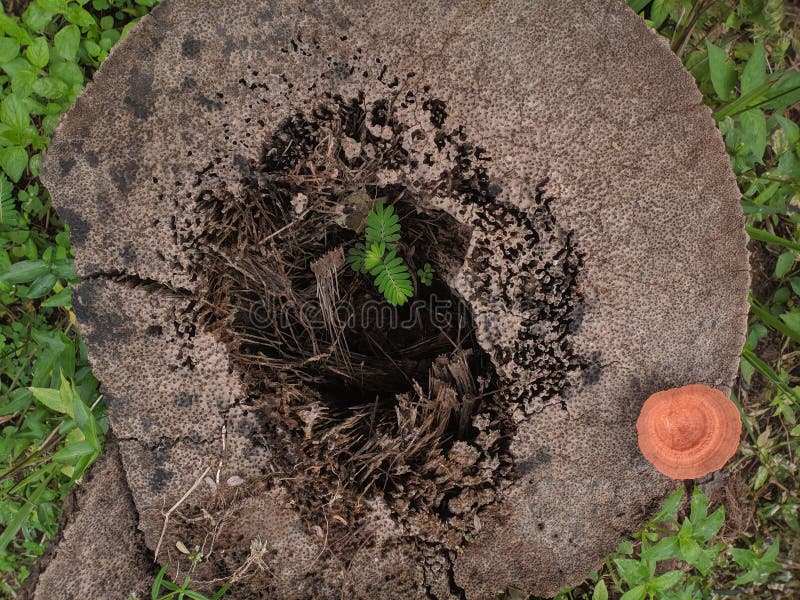 Plants in Trees that Thrive Stock Photo - Image of trees, thrive: 375823164