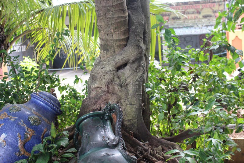 Two Different Trees Hugging Each Other Stock Image - Image of forest ...
