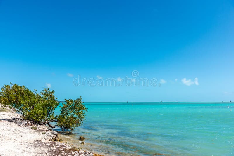 Plants and Turquoise Water in Florida Keys Stock Photo - Image of keys ...
