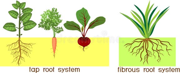 Plants with Different Types of Root Systems: Tap and Fibrous Root ...