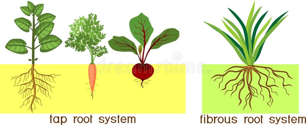 Plants with Different Types of Root Systems: Tap and Fibrous Root ...