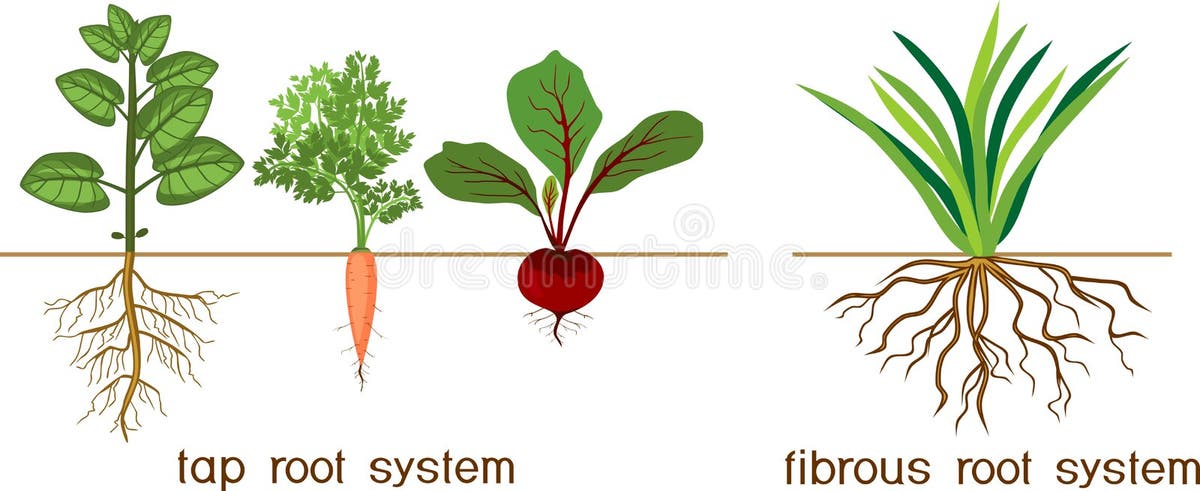 Tap Root Stock Illustrations – 120 Tap Root Stock Illustrations ...