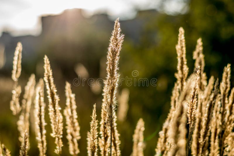Plants Under the Bright Sunlight Stock Photo - Image of sunlight ...