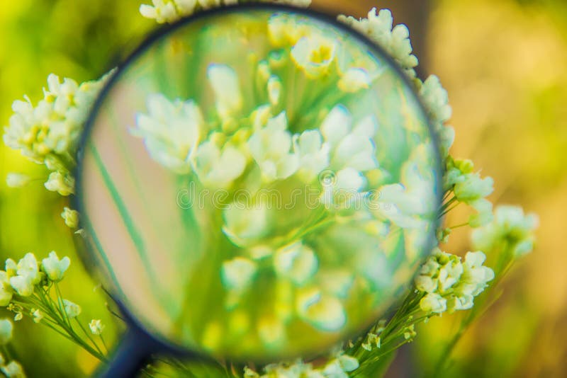 Plants Under the Magnifying Glass. Increase Stock Image - Image of ...