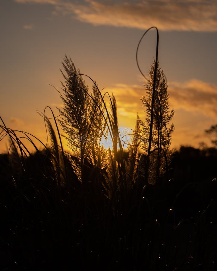 Plants Under the Orange Sunset Stock Photo - Image of orange, plants ...