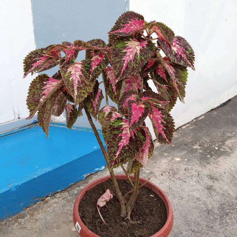 Plants with Unique Leaf Colors and Textures Editorial Photo - Image of ...