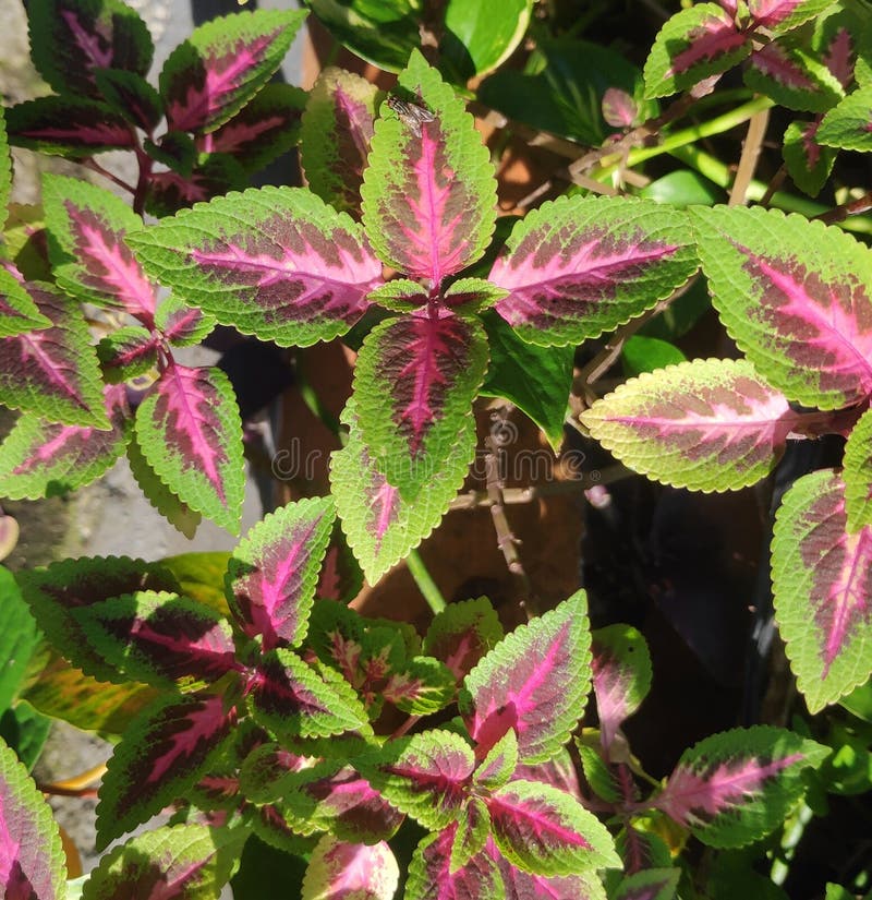 Plants with Unique Patterns in the Park in the Morning. Stock Image ...