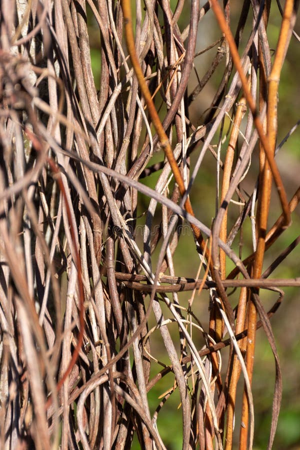 Plants of Various Wild Vines Intertwined Around a Tree Trunk Stock ...