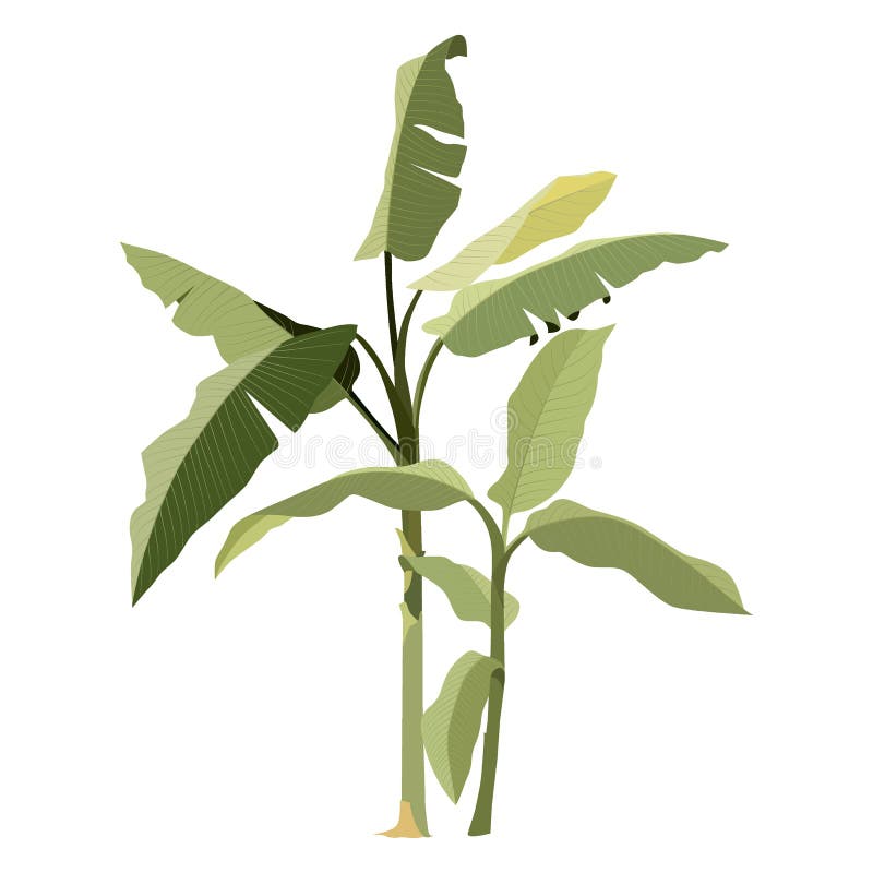 1022 Plants, Vector Illustration, Drawing of a Realistic Plant with ...