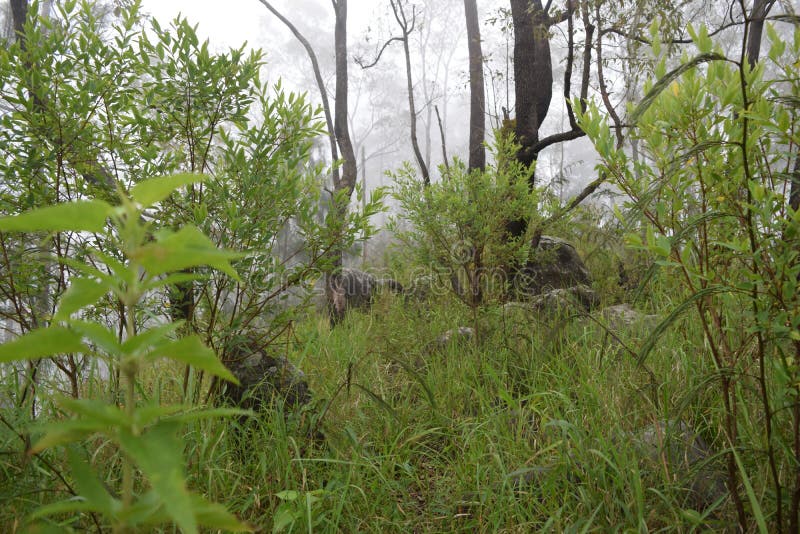 Plants and Vegetation in Wilis Mountain in Indonesia Stock Photo ...