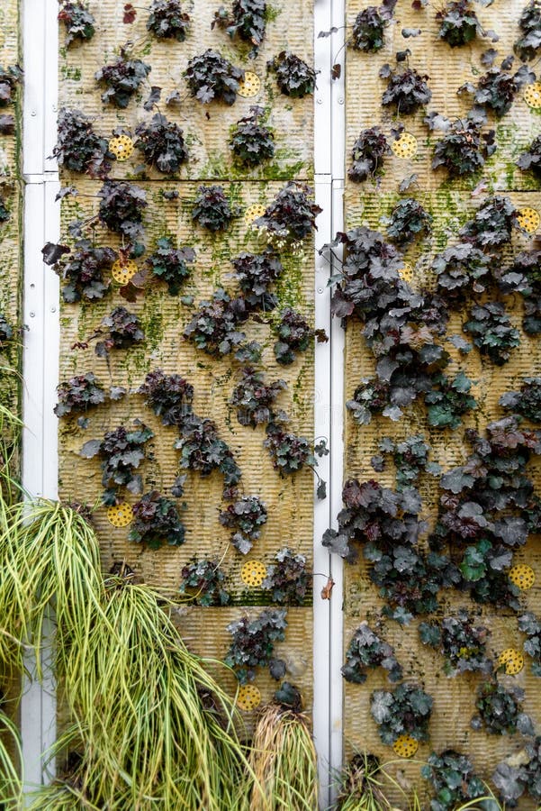 Plants in a Vertical Garden on the Facade of a Building Stock Photo ...
