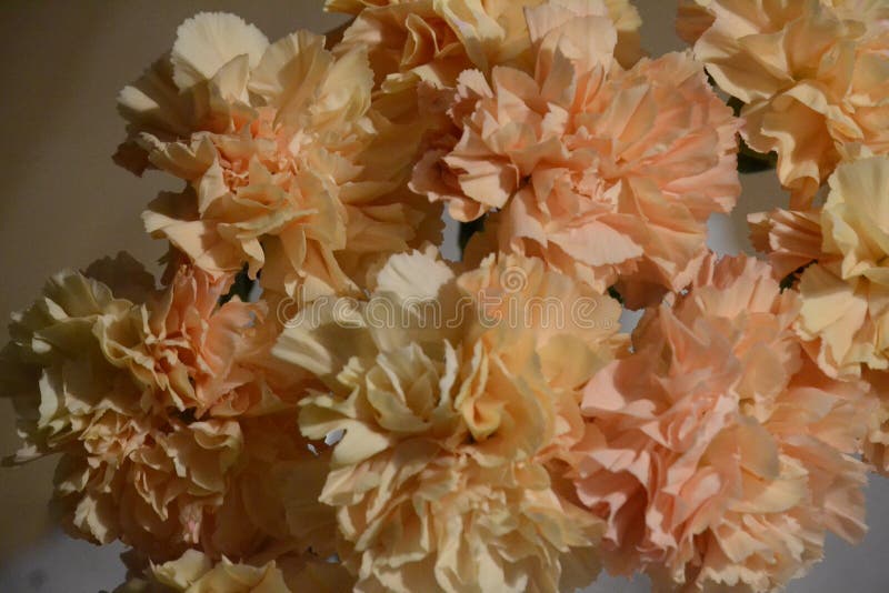 Plants with Very Beautiful Splendor Stock Photo - Image of petal, days ...