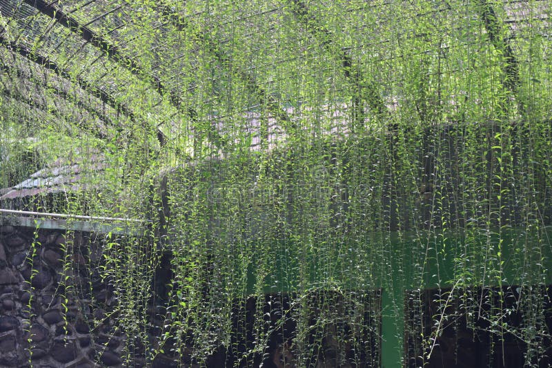 Plants vine and hang over editorial stock photo. Image of woodland ...