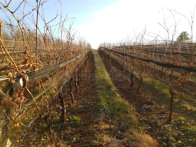 Plants or Vines Growing in Vineyard with Wood Posts Stock Photo - Image ...
