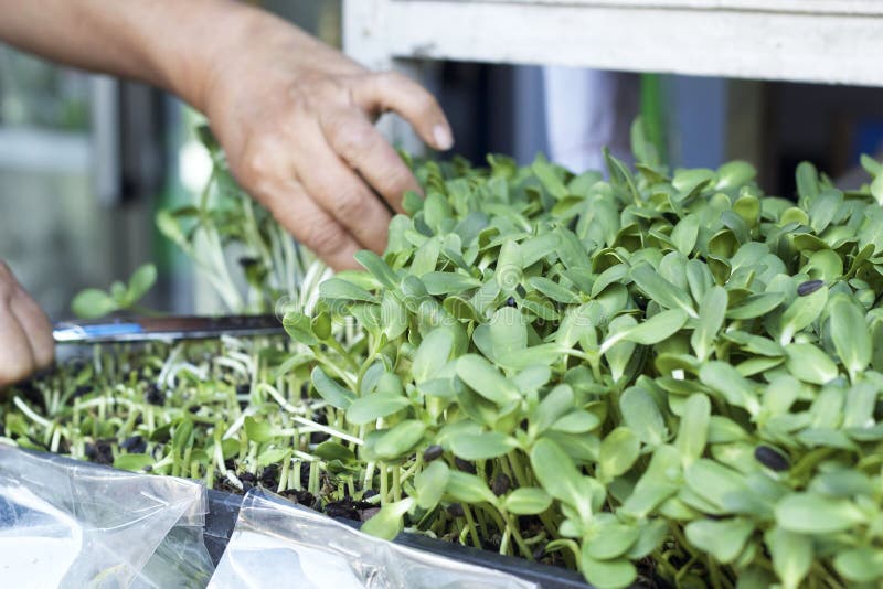Plants Weak Sunflower with the Nature Stock Image - Image of micro ...