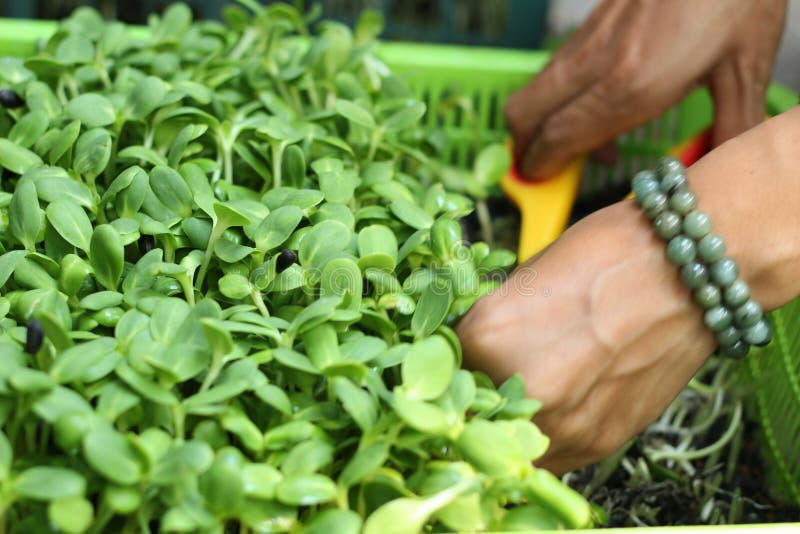 Plants Weak Sunflower with the Nature Stock Image - Image of micro ...