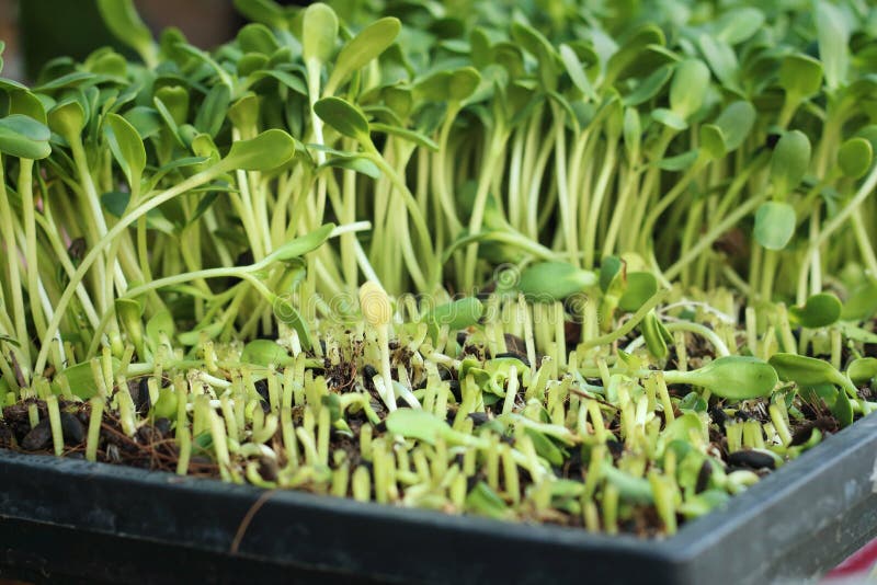 Plants Weak Sunflower with the Nature in a Garden Stock Photo - Image ...