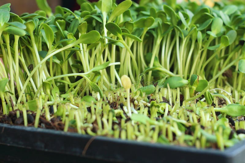 Plants Weak Sunflower with the Nature in a Garden Stock Image - Image ...
