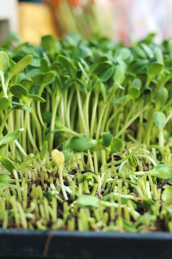 Plants Weak Sunflower With The Nature In A Garden Stock Photo - Image ...