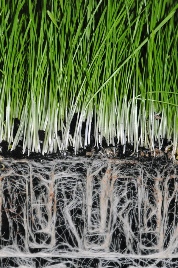 Plants of Wheat with Beautiful White Roots Stock Image - Image of ...