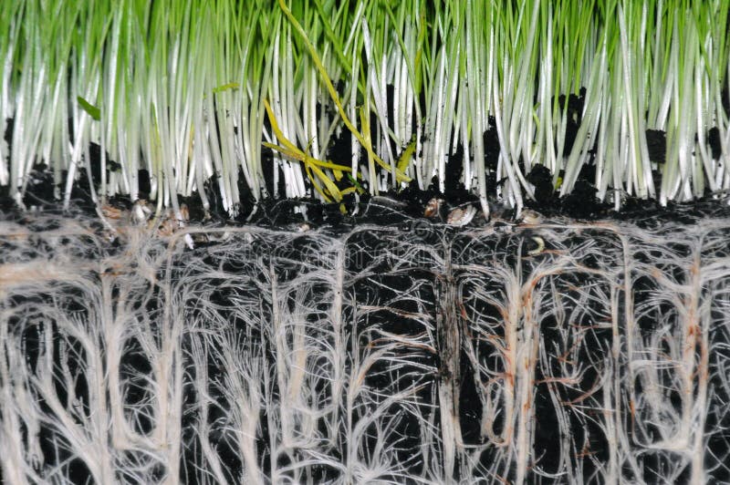 Plants of Wheat with Beautiful White Roots Stock Photo - Image of ...