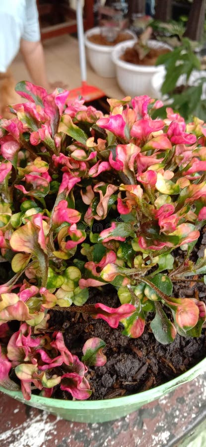 Plants Whose Leaves are Very Unique and Beautiful are Grown Red Stock ...