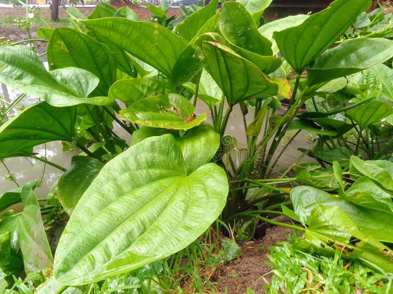 Plants with Wide, Green Leaves in a Garden Stock Photo - Image of ...